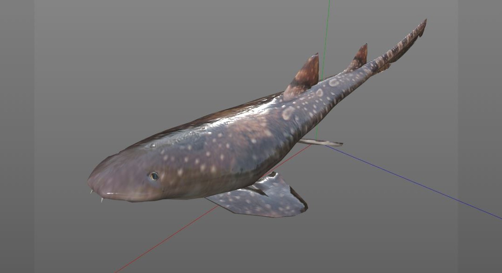 Free Shark 3D Model - TurboSquid 1551943