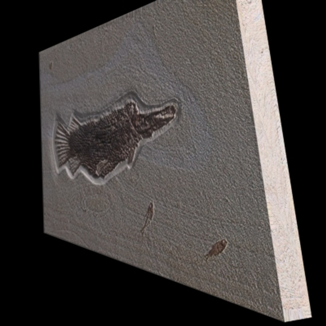 3d fossil fish model