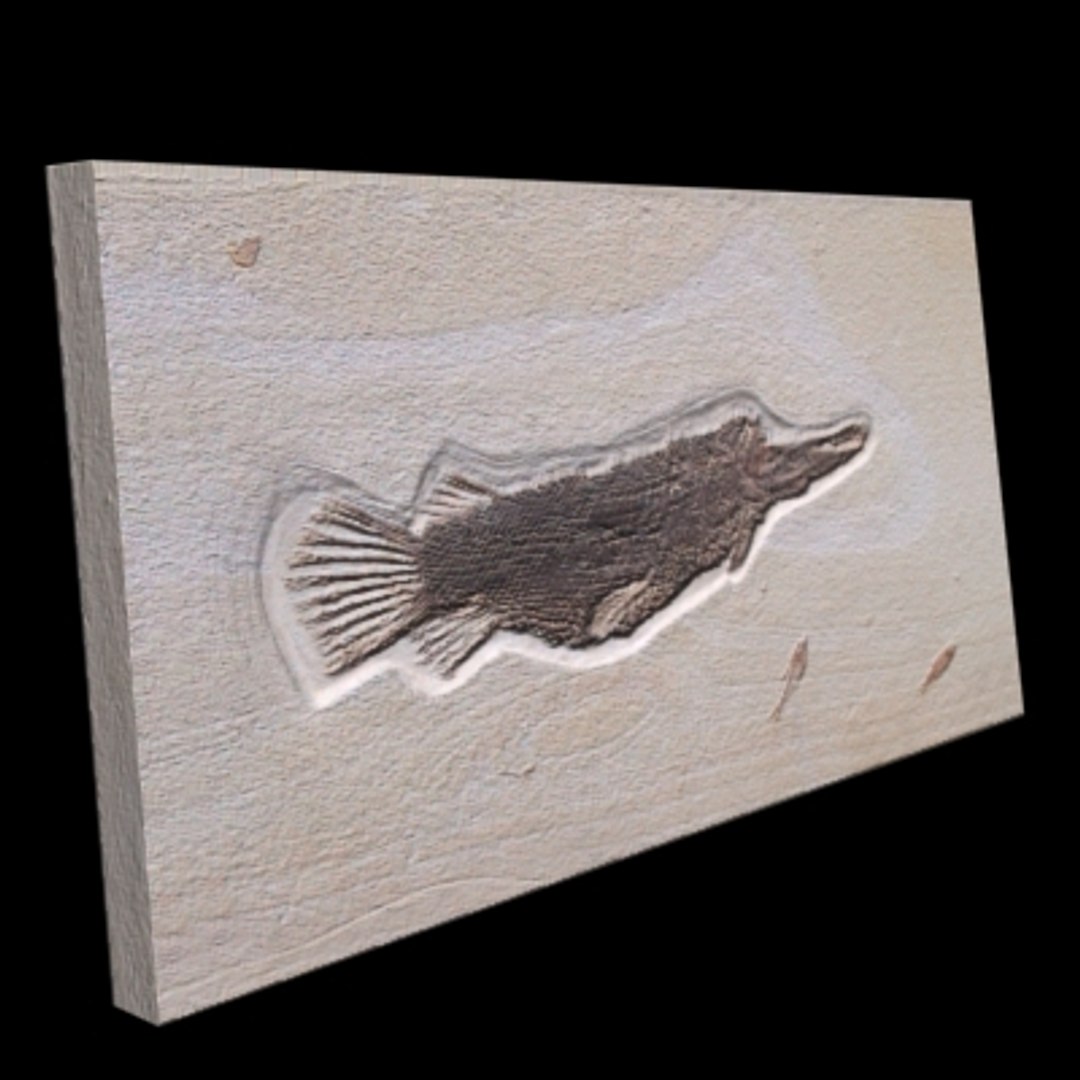 3d fossil fish model