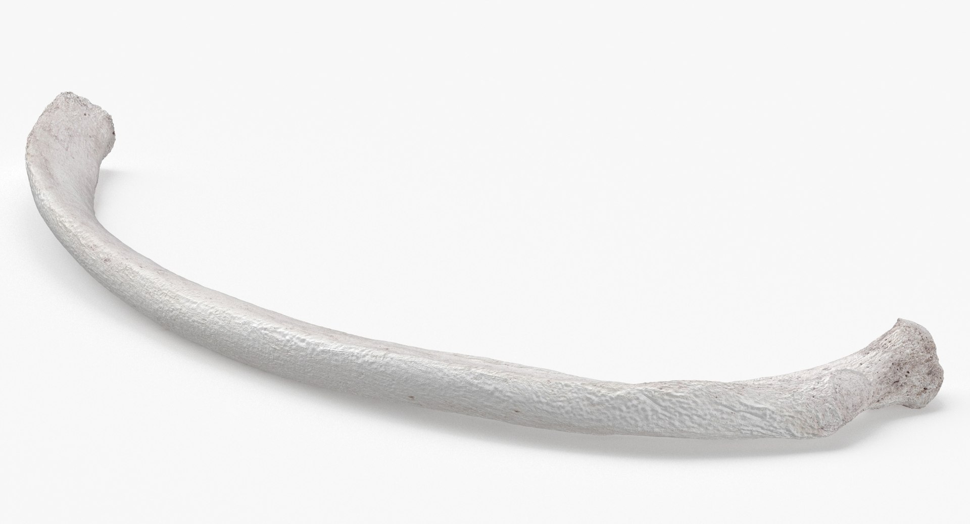 Bear Ursus Rib T4 Model - TurboSquid 2163647