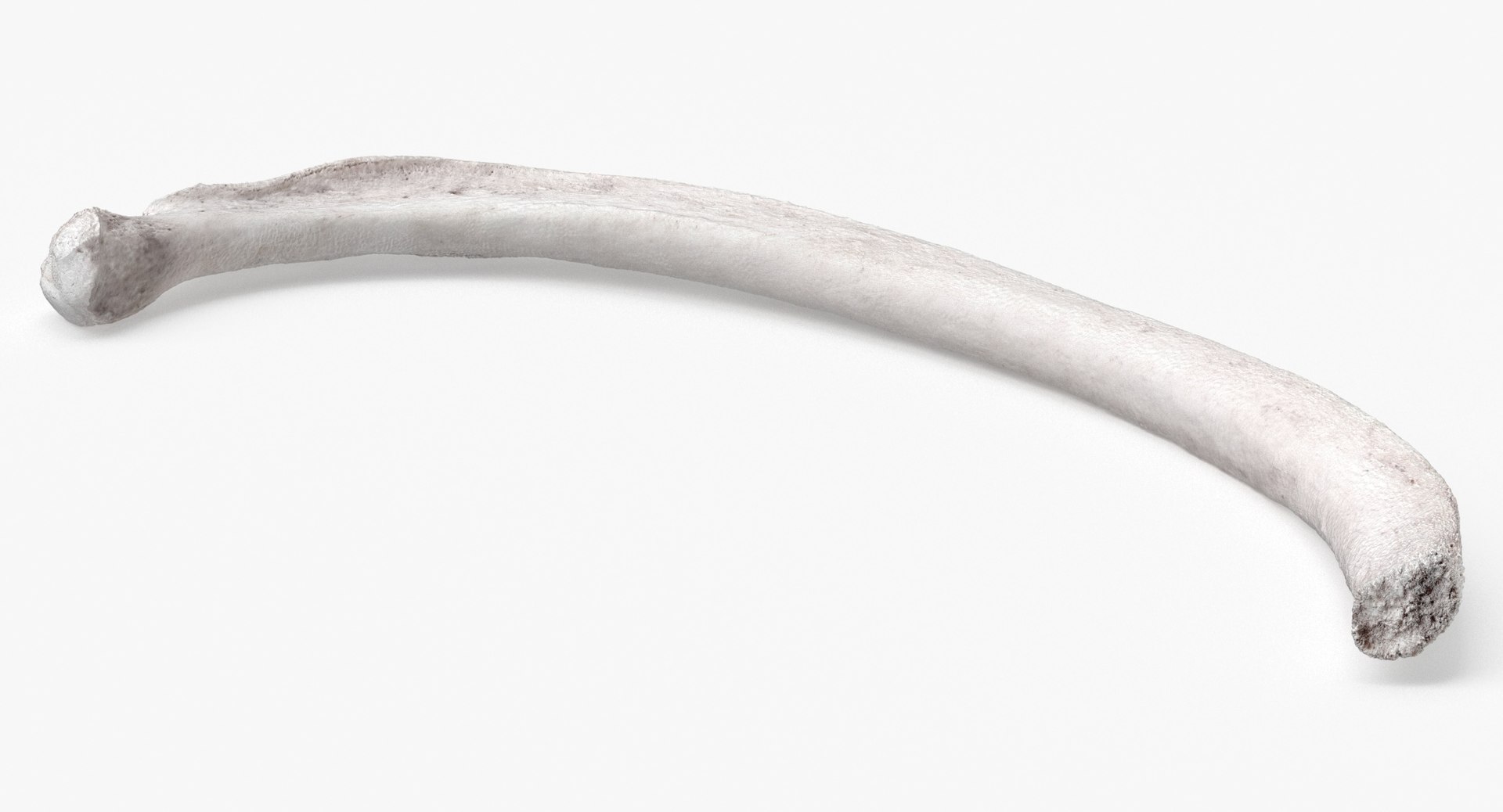 Bear Ursus Rib T4 Model - TurboSquid 2163647