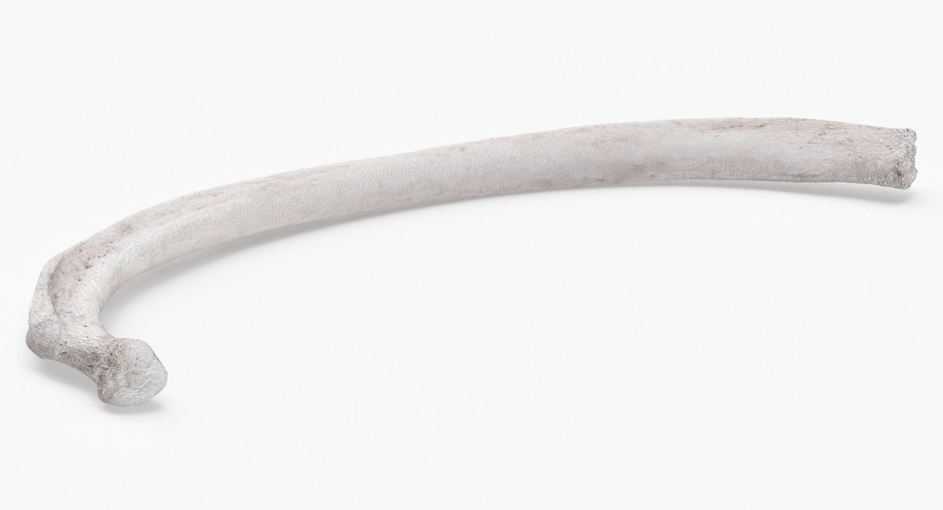 Bear Ursus Rib T4 Model - TurboSquid 2163647