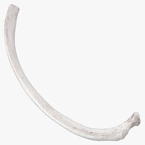 3D Bear Models - Browse & Download Formats - TurboSquid