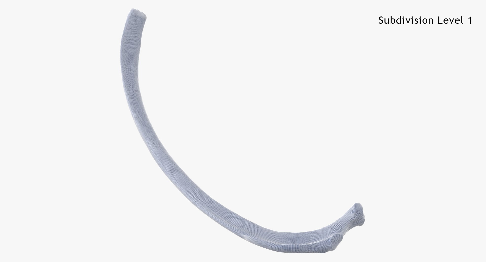 Bear Ursus Rib T4 Model - TurboSquid 2163647