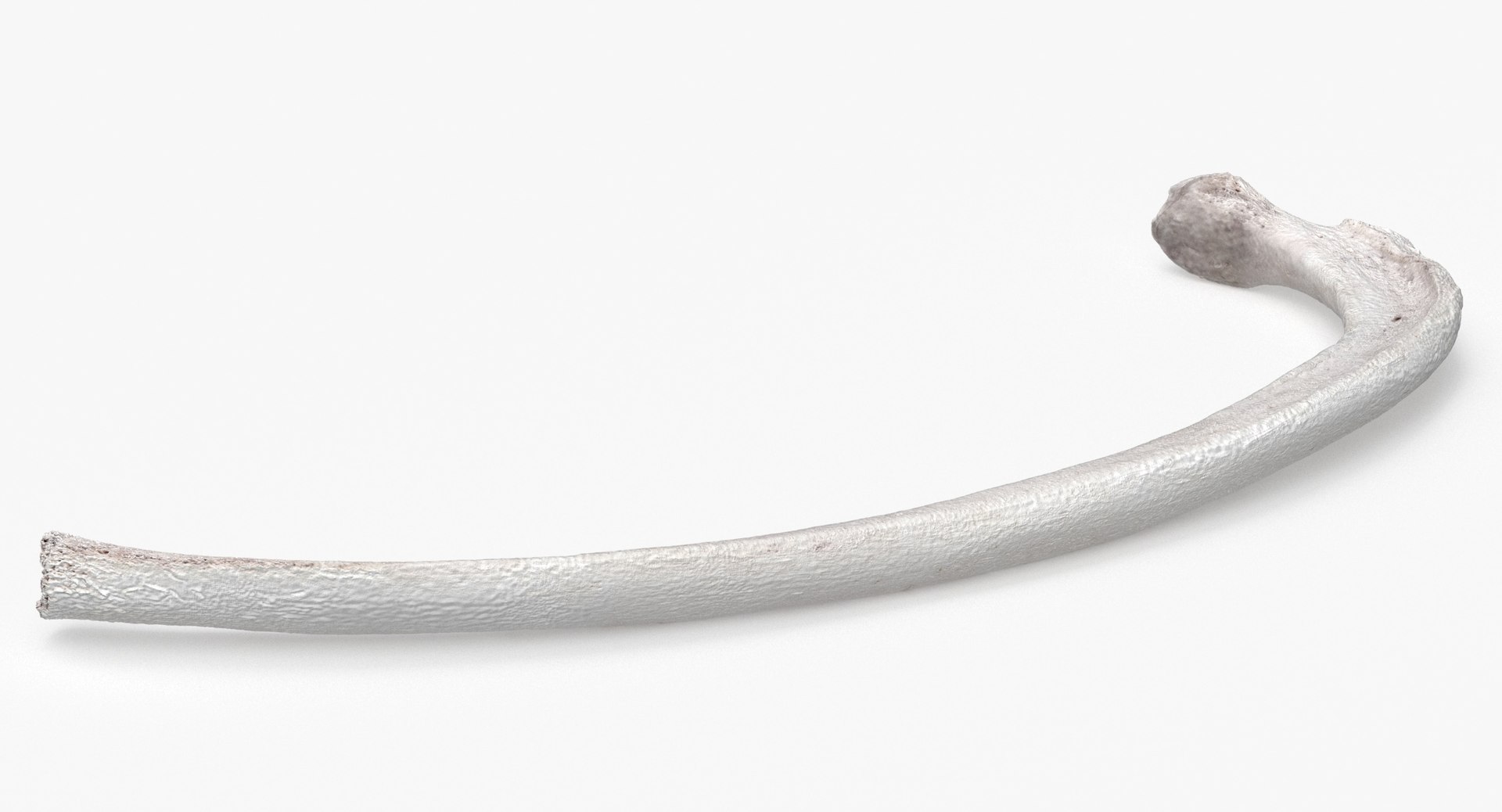 Bear Ursus Rib T4 Model - TurboSquid 2163647