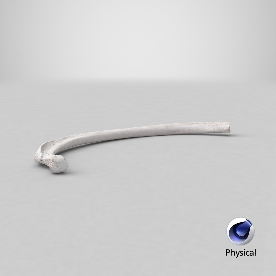 Bear Ursus Rib T4 Model - TurboSquid 2163647