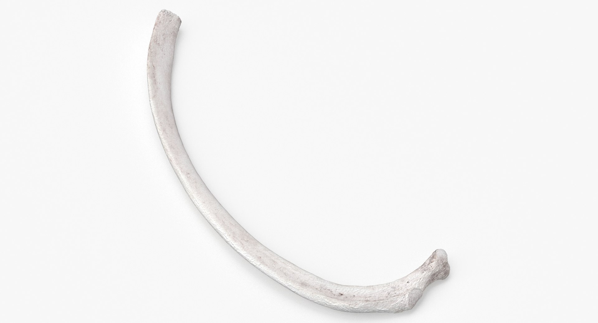 Bear Ursus Rib T4 Model - TurboSquid 2163647