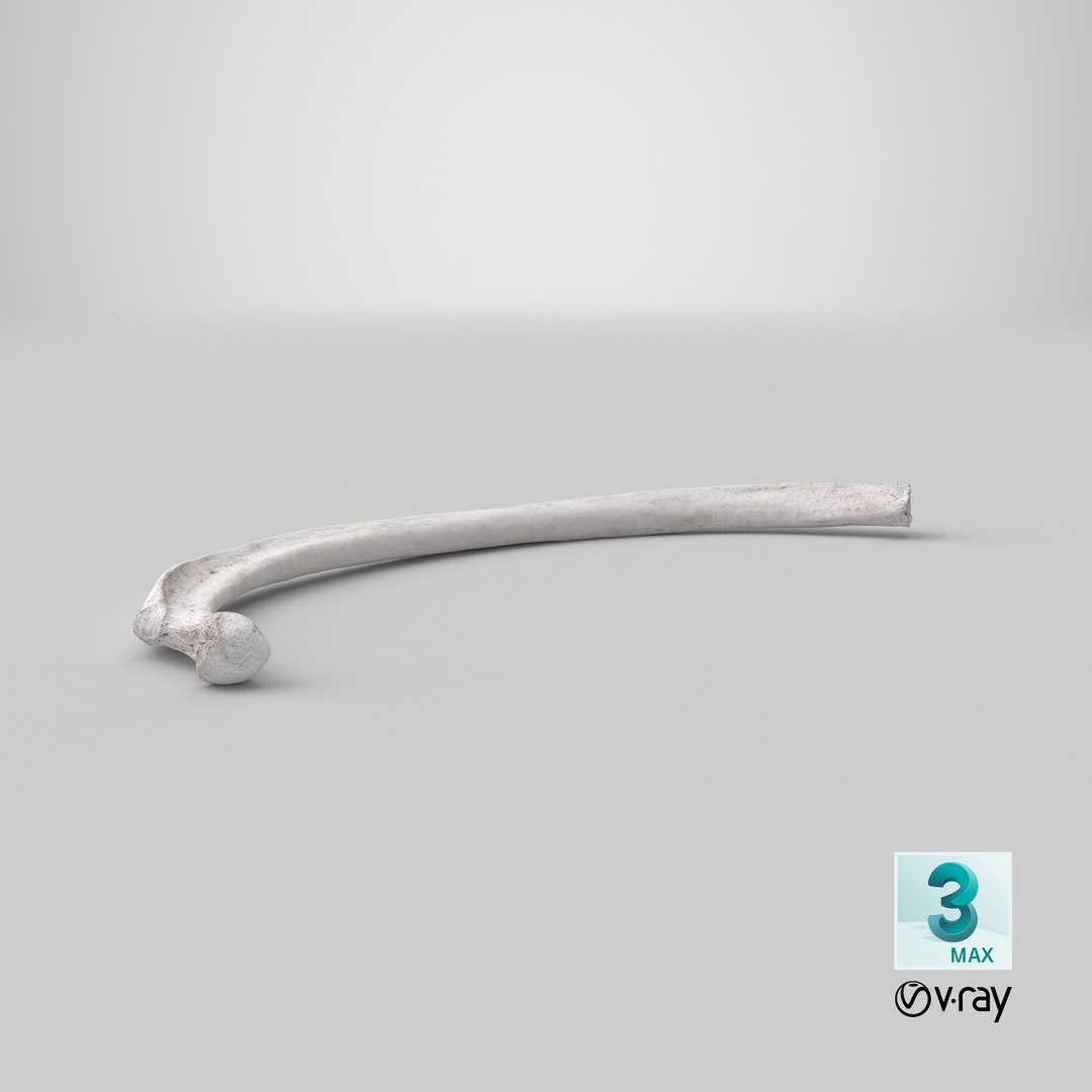 Bear Ursus Rib T4 Model - TurboSquid 2163647