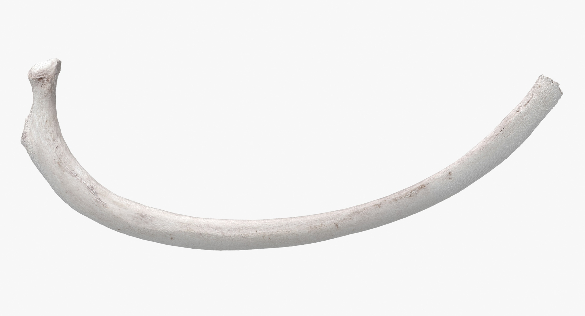 Bear Ursus Rib T4 Model - TurboSquid 2163647