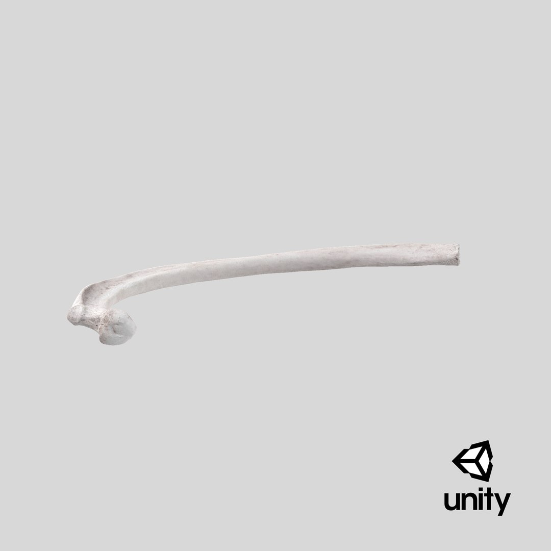 Bear Ursus Rib T4 Model - TurboSquid 2163647