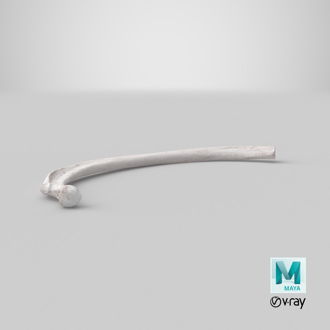 Bear Ursus Rib T4 Model - TurboSquid 2163647