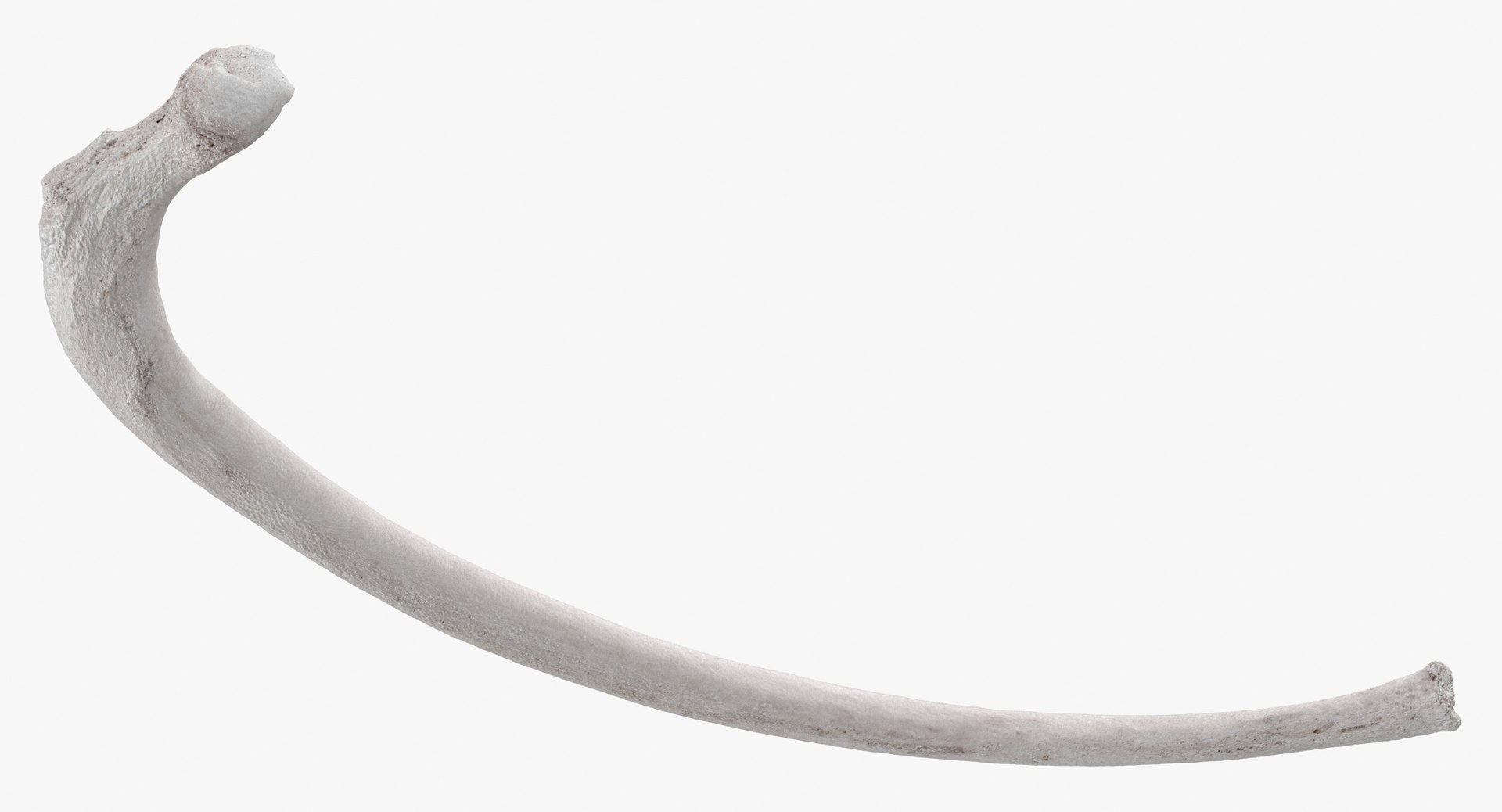 Bear Ursus Rib T4 Model - TurboSquid 2163647