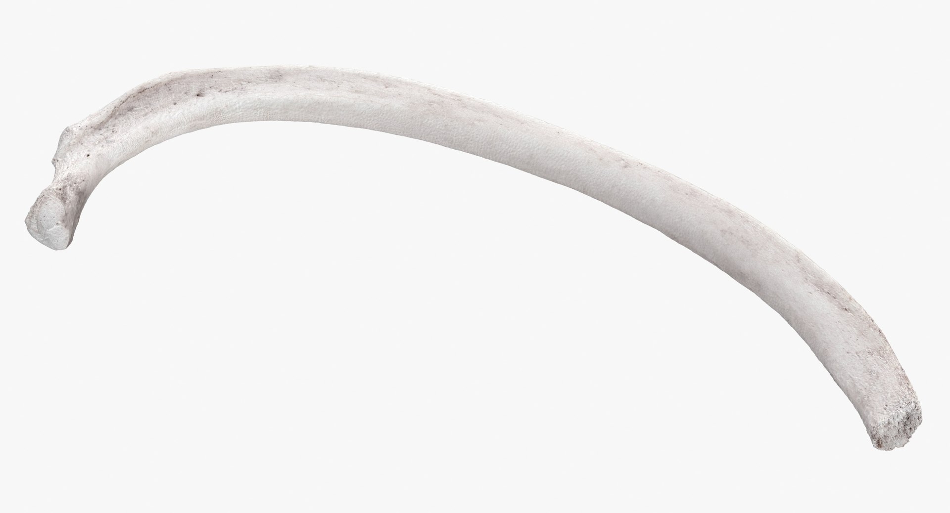 Bear Ursus Rib T4 Model - TurboSquid 2163647