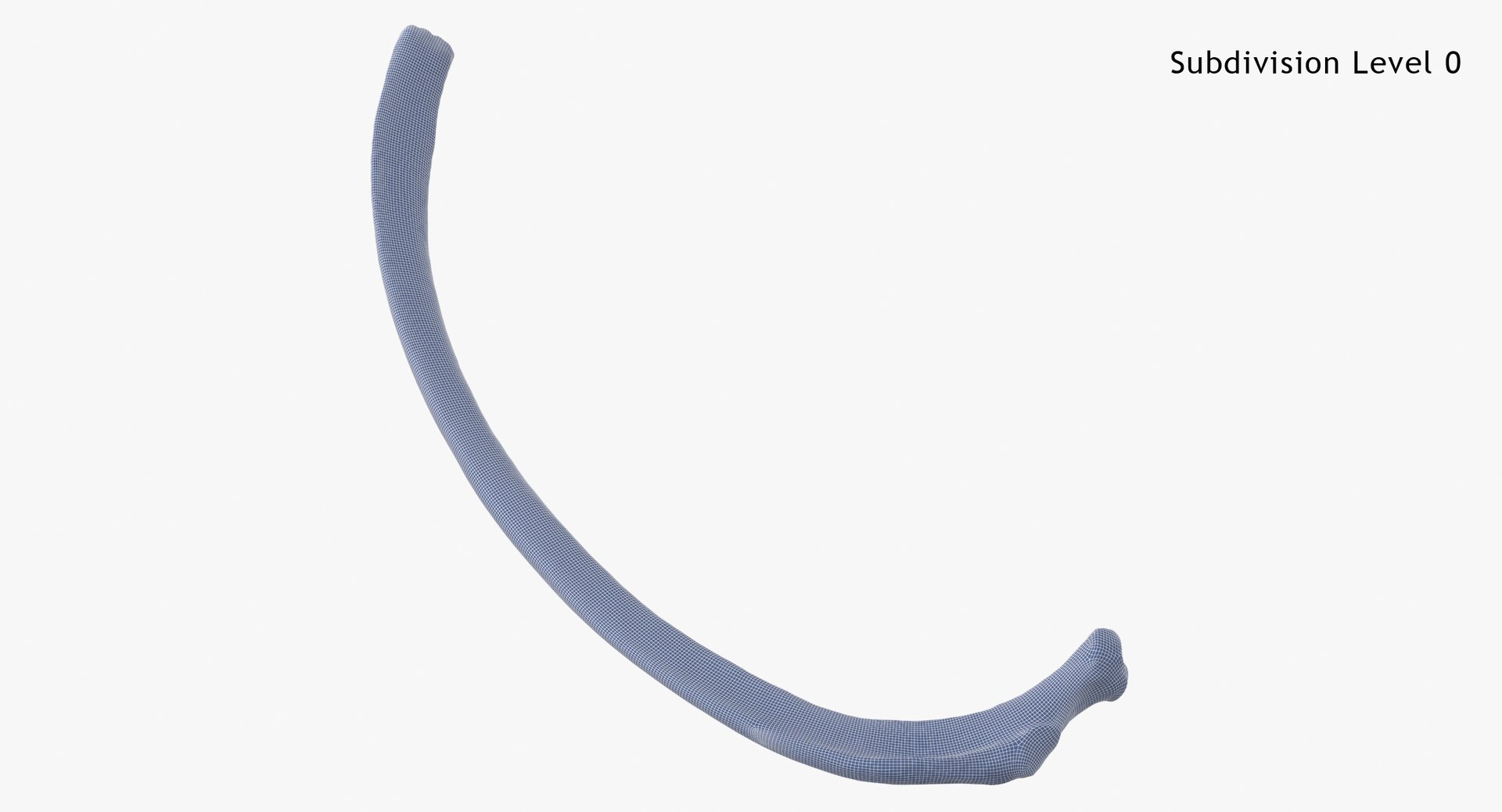 Bear Ursus Rib T4 Model - TurboSquid 2163647