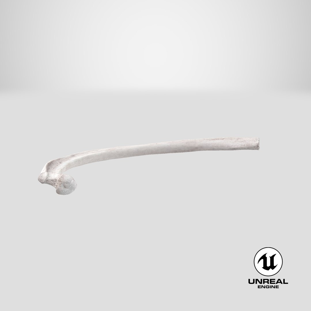 Bear Ursus Rib T4 Model - TurboSquid 2163647