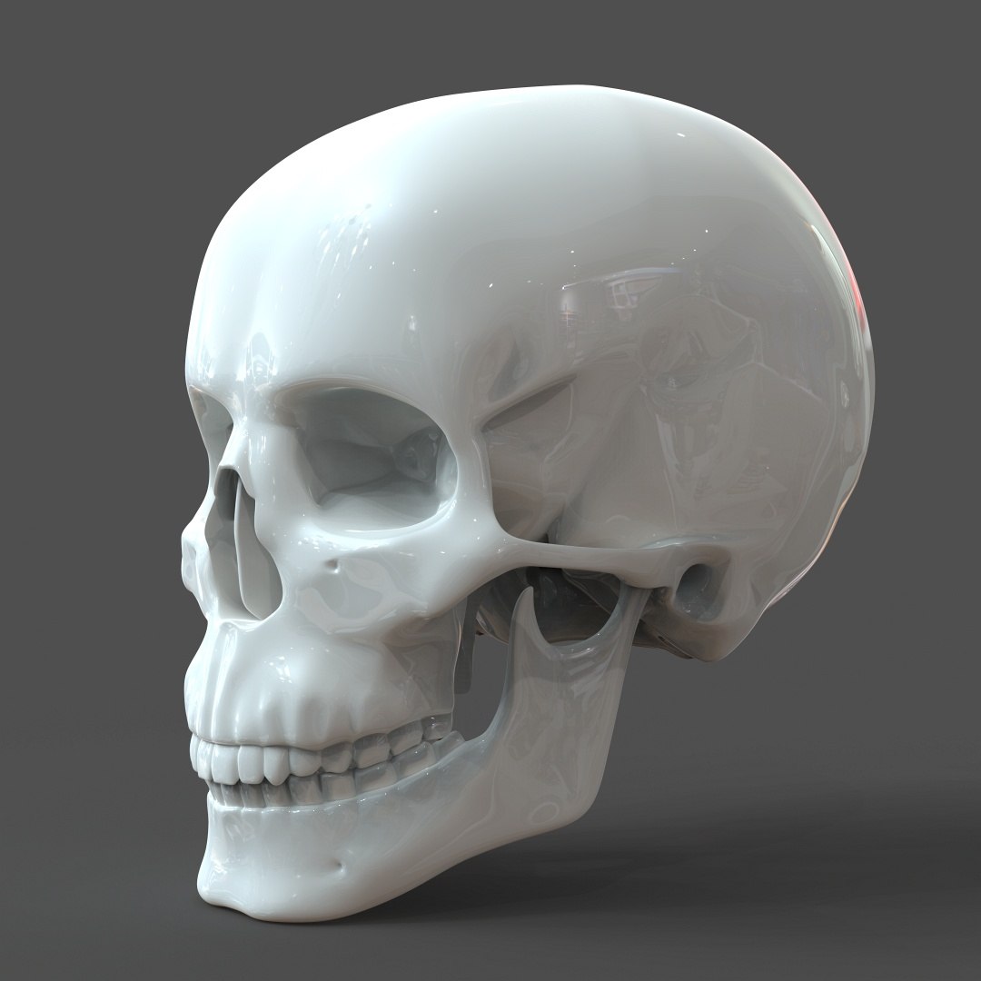 human skull 3d