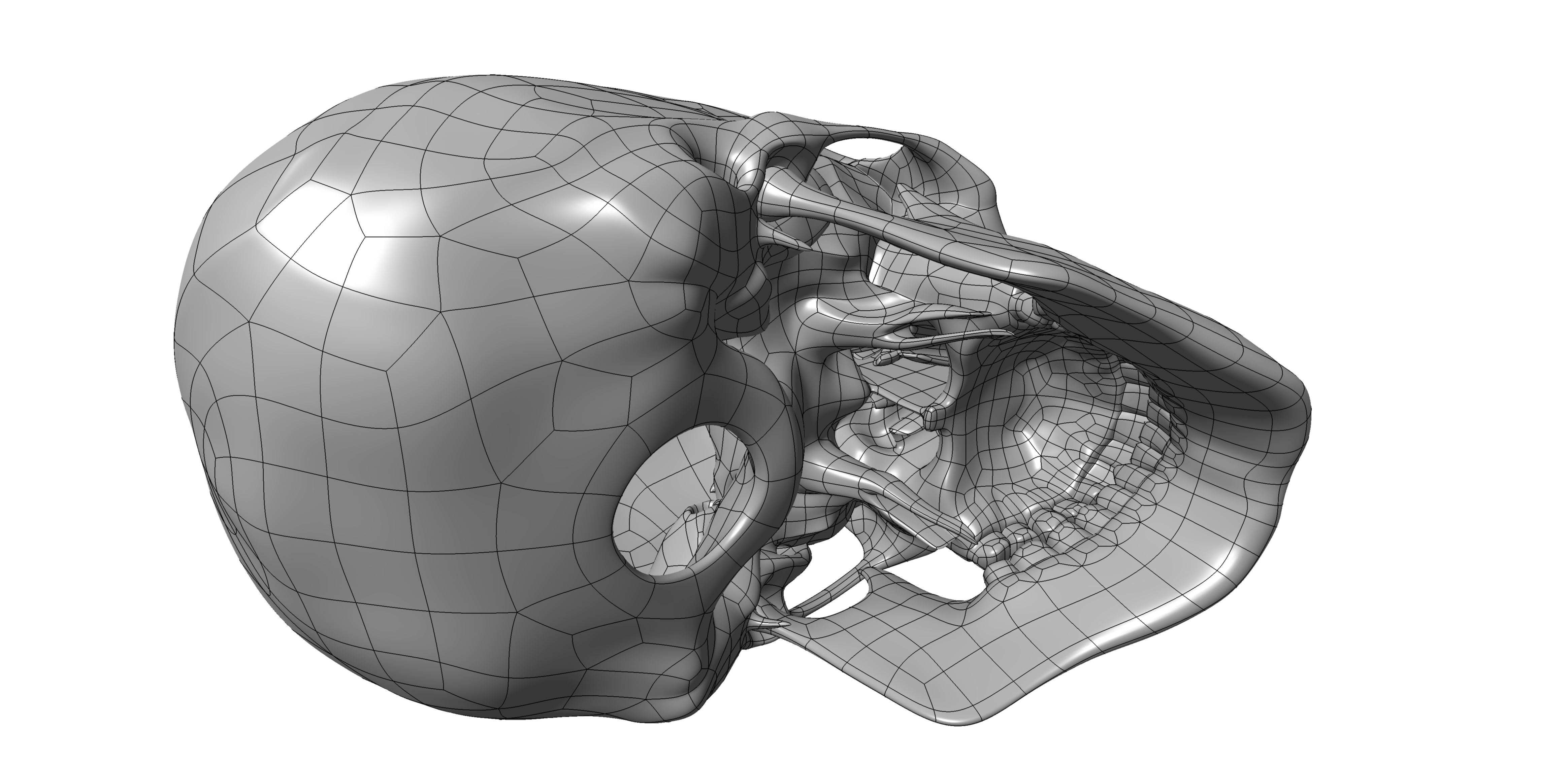 Human skull 3D model - TurboSquid 1402190