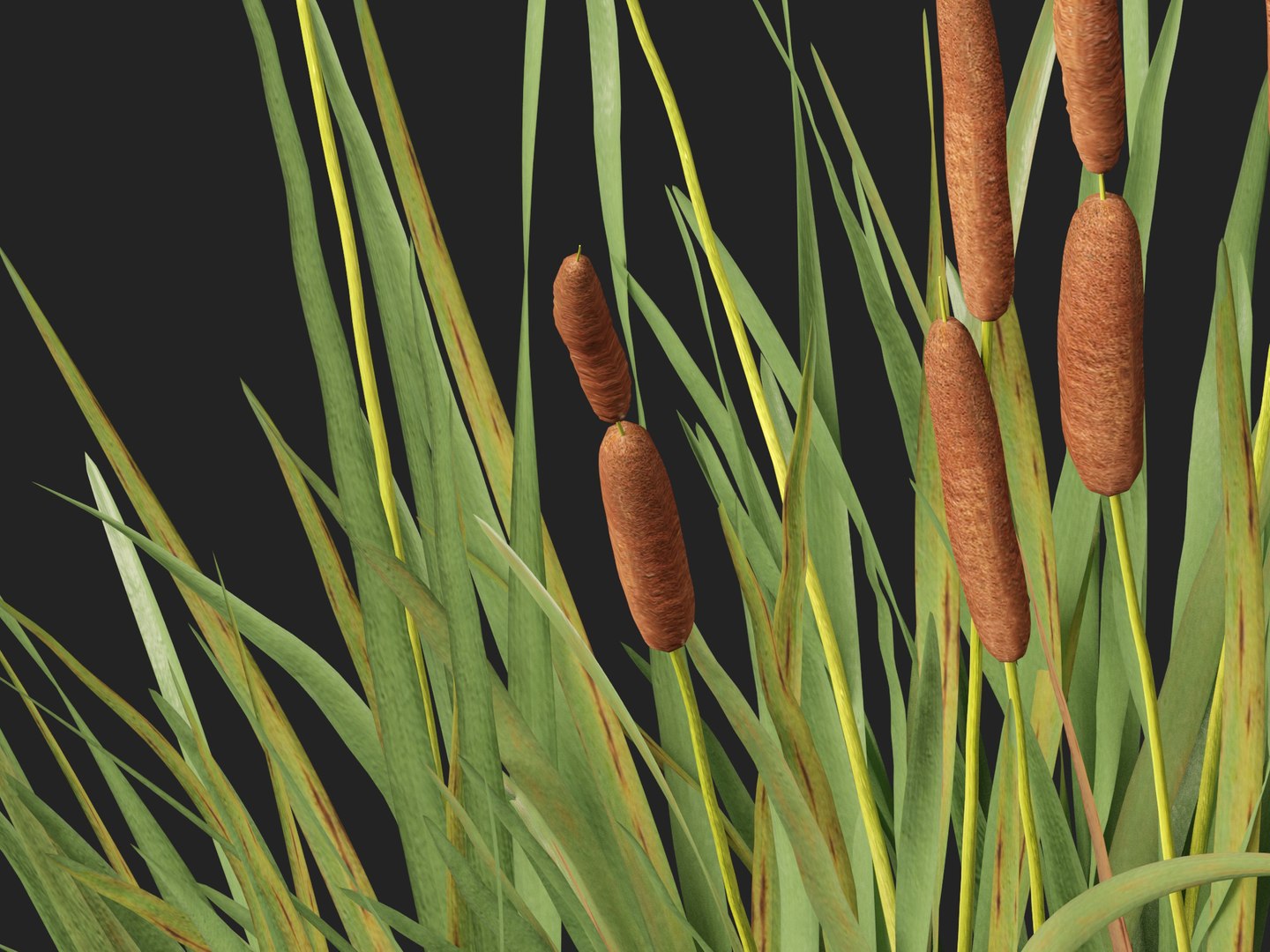 3D HighpolyLow Poly Typha Orientalis - Bulrush - TurboSquid 2392919
