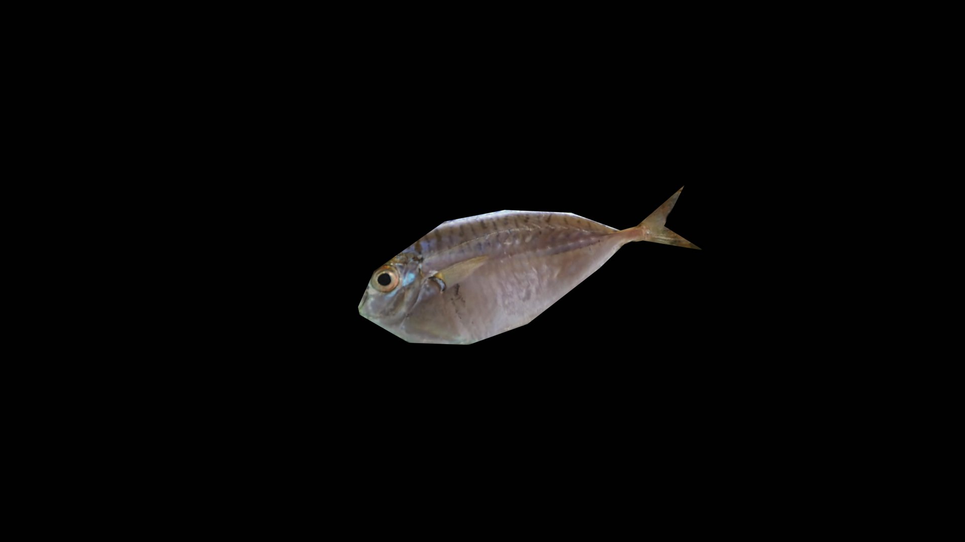 3D Fish Low Poly - TurboSquid 2136152