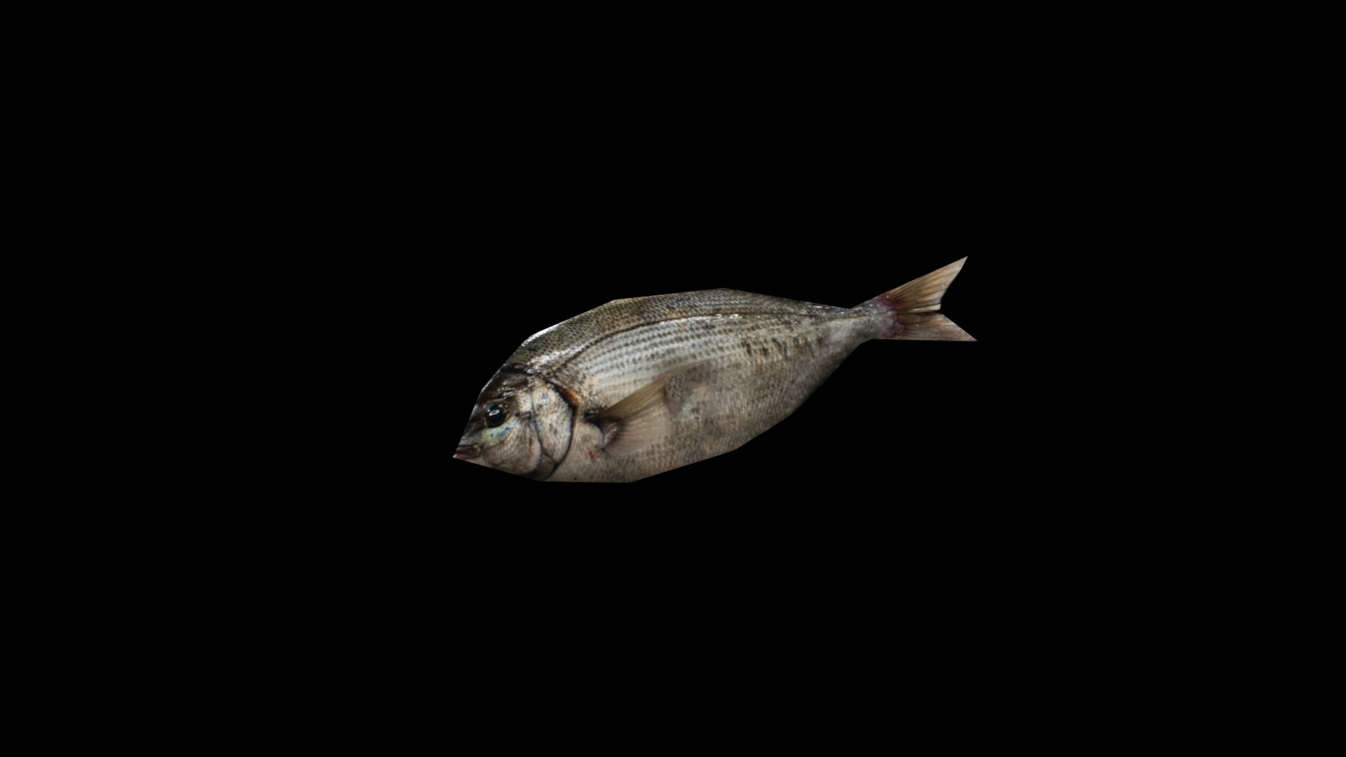 3D Fish Low Poly - TurboSquid 2136152