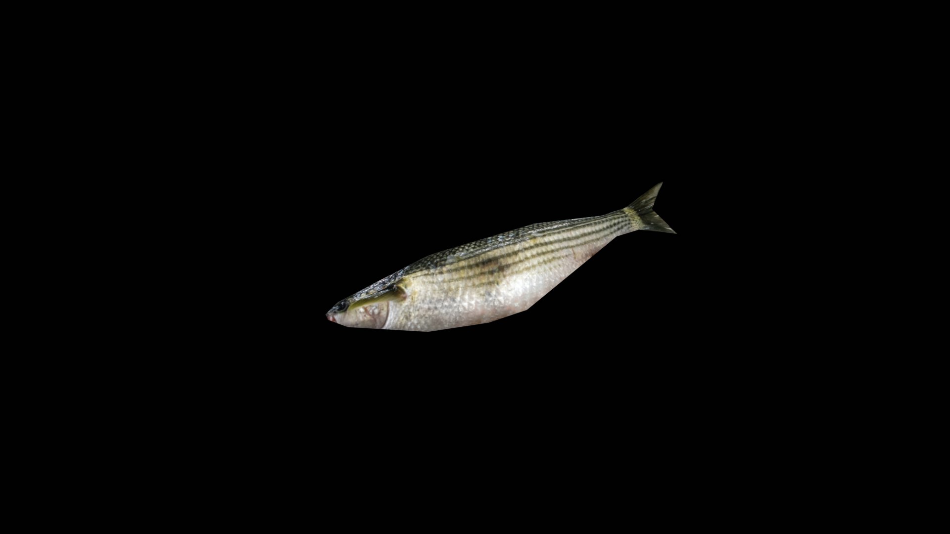 3D Fish Low Poly - TurboSquid 2136152