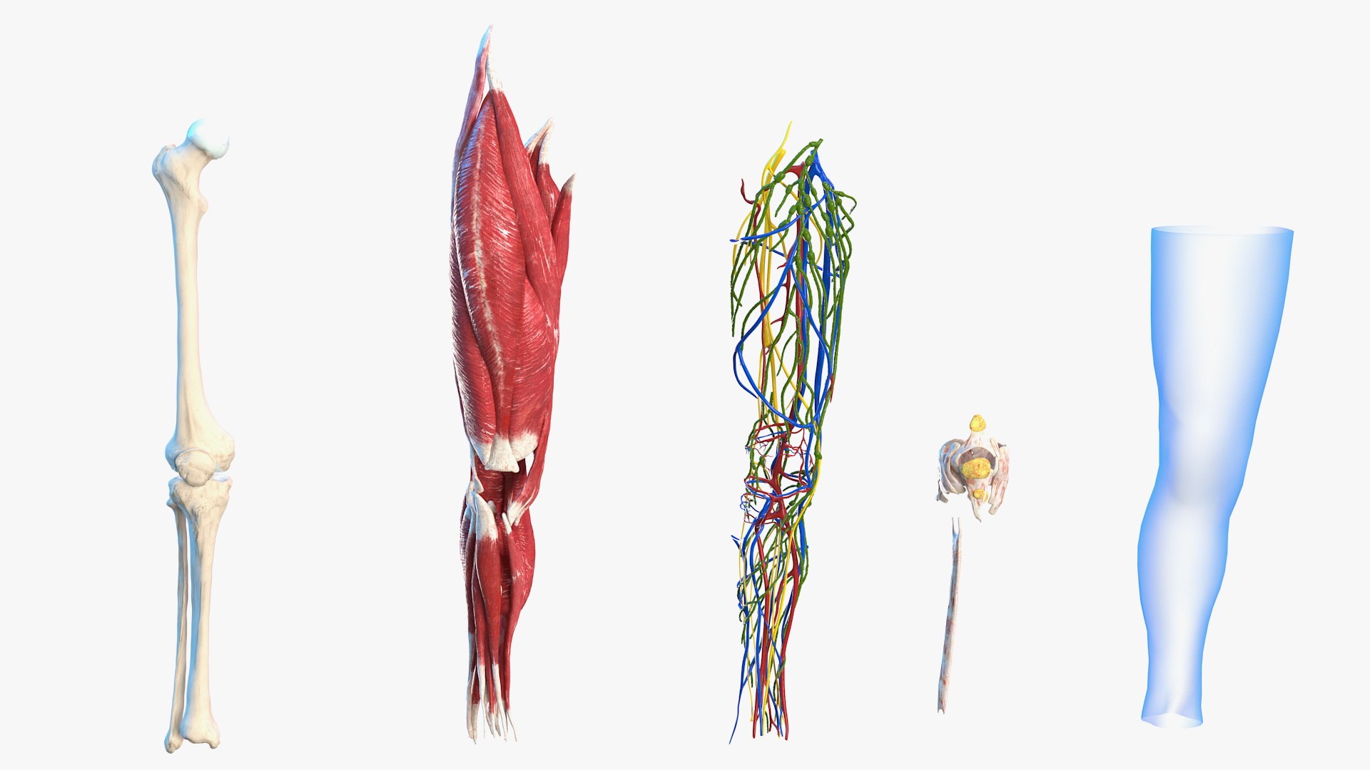 3D Model Human Knee Joint Anatomy - TurboSquid 1585697