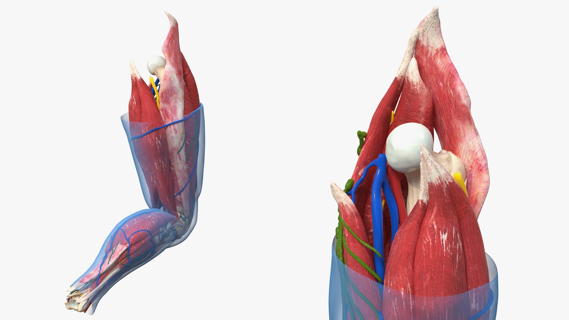 3D model human knee joint anatomy - TurboSquid 1585697
