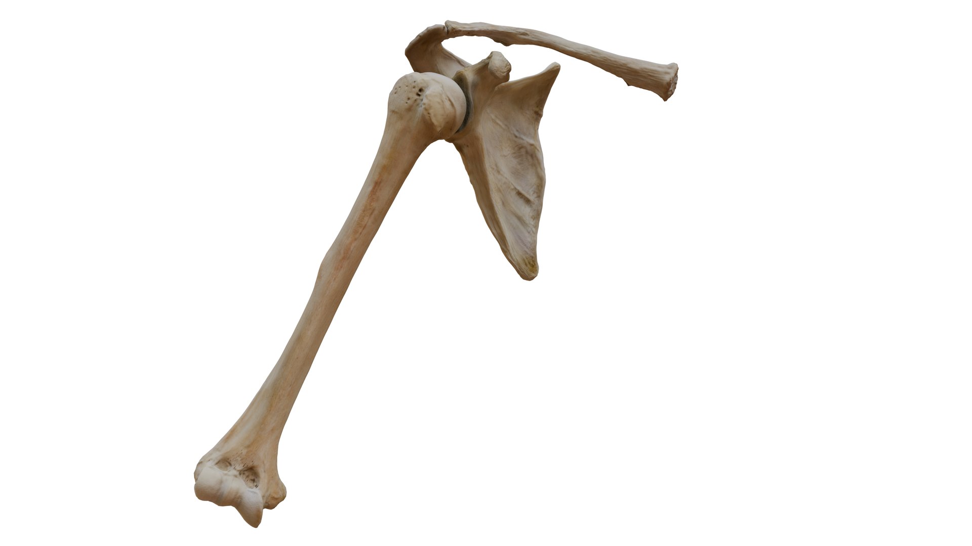 Upper arm bones 3D model - TurboSquid 2181961