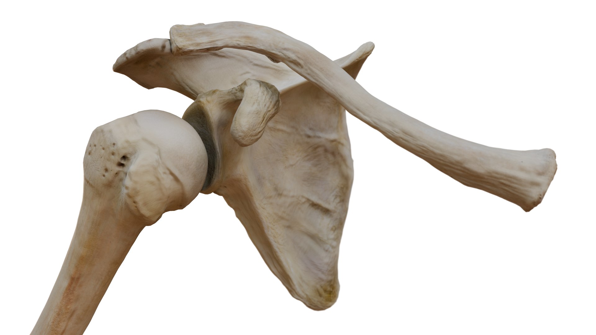 Upper Arm Bones 3D Model - TurboSquid 2181961