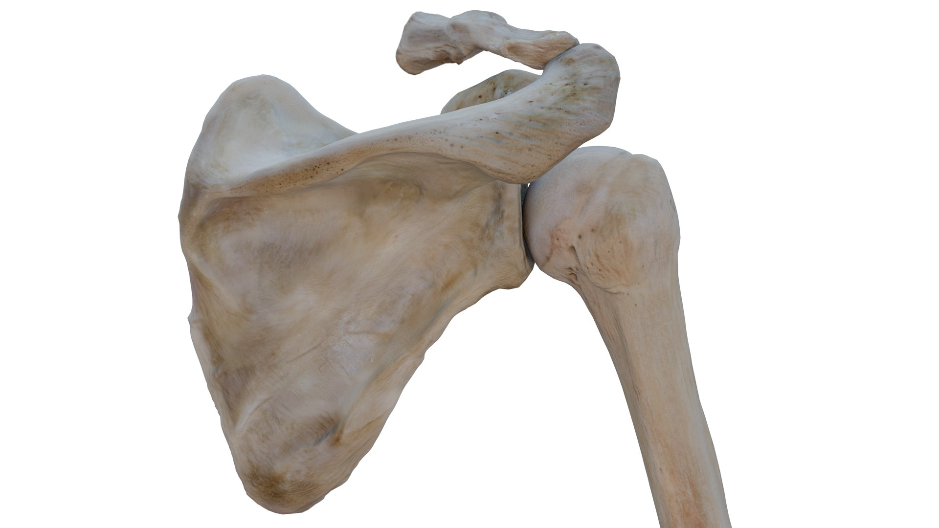 Upper Arm Bones 3D Model - TurboSquid 2181961