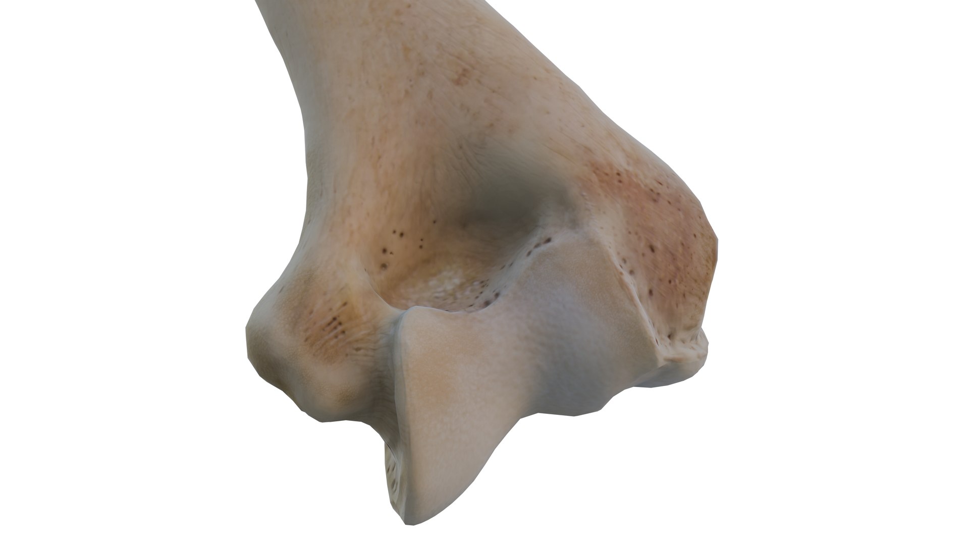 Upper Arm Bones 3D Model - TurboSquid 2181961