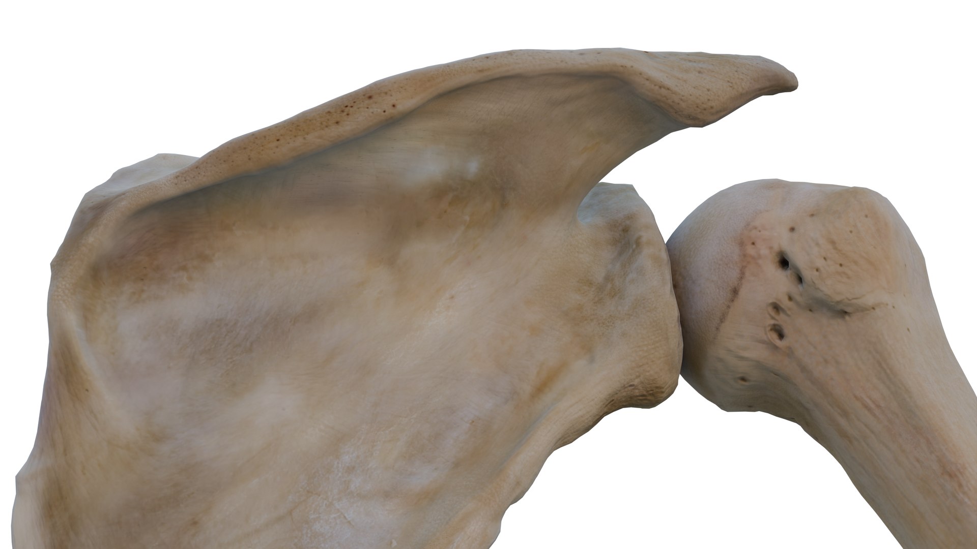 Upper Arm Bones 3D Model - TurboSquid 2181961