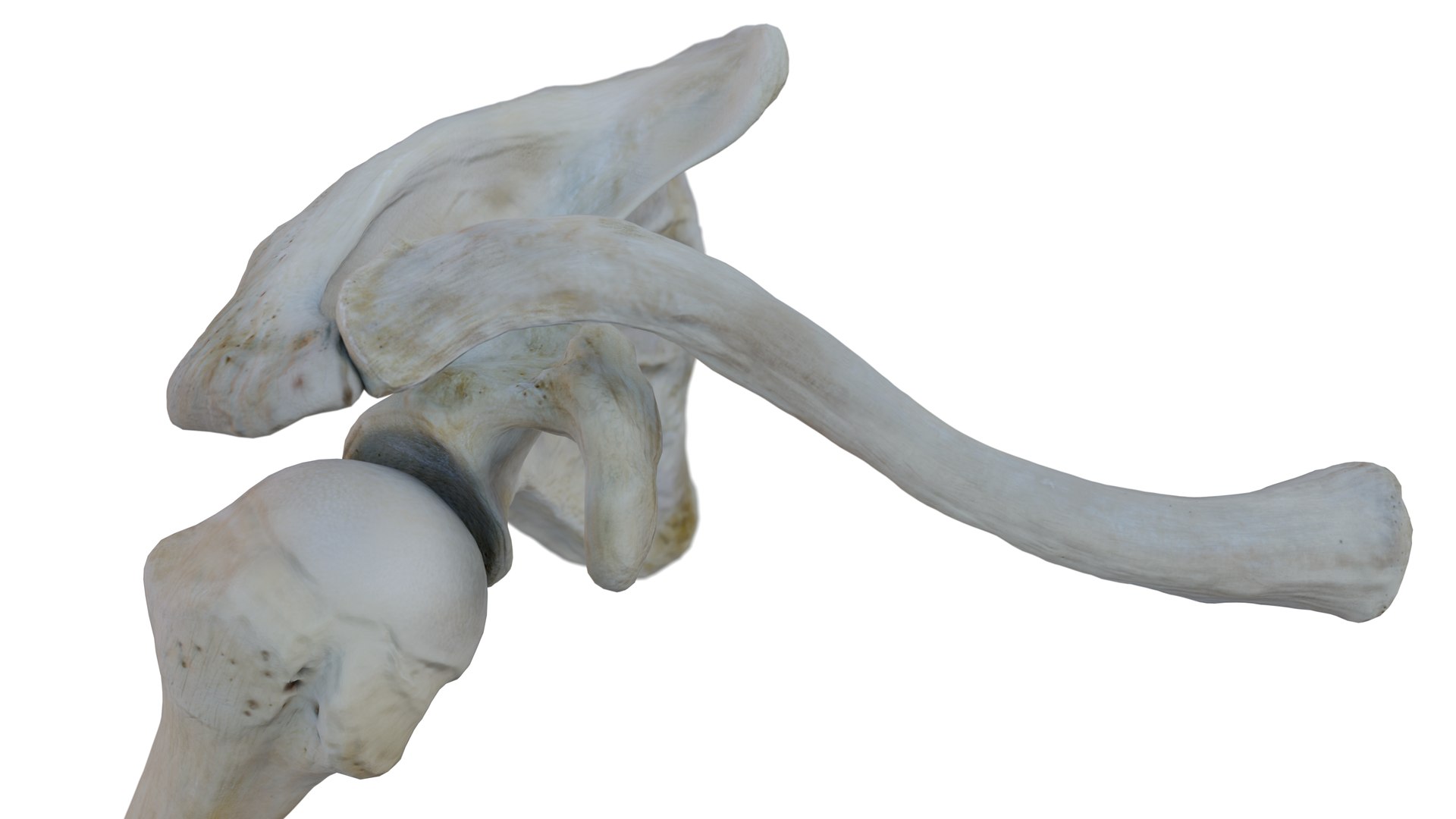 Upper Arm Bones 3D Model - TurboSquid 2181961