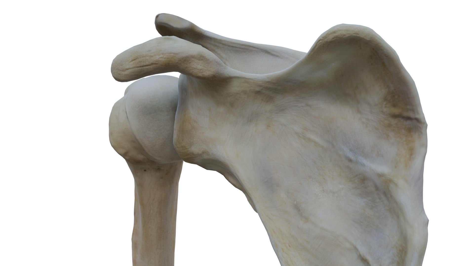 Upper Arm Bones 3D Model - TurboSquid 2181961