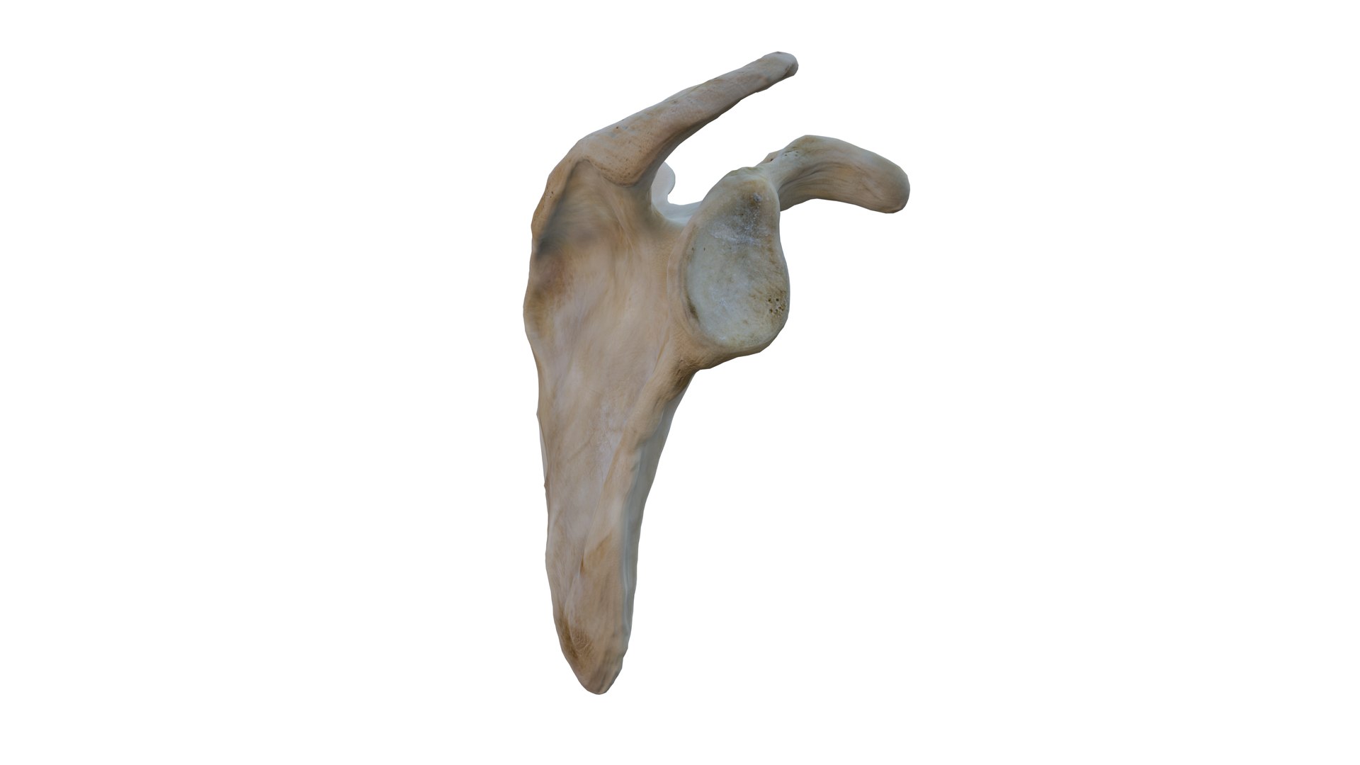 Upper Arm Bones 3D Model - TurboSquid 2181961