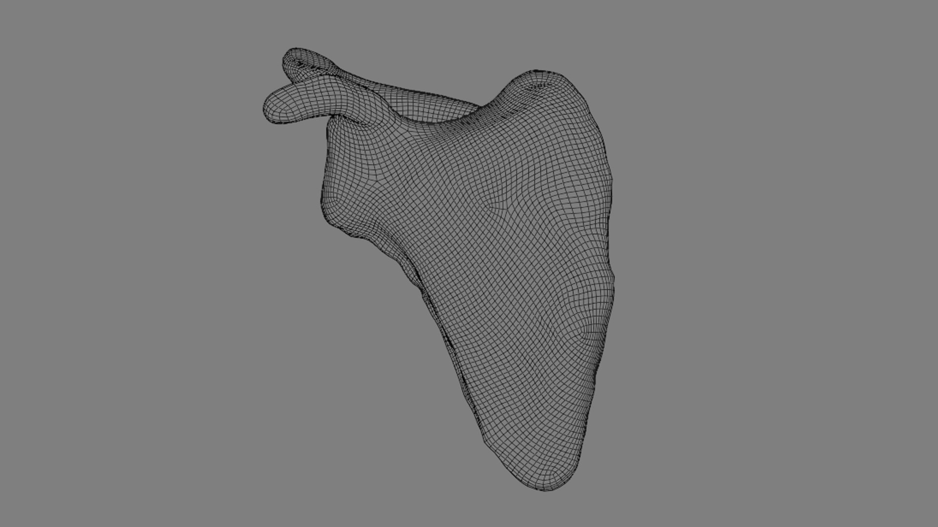 Upper Arm Bones 3D Model - TurboSquid 2181961