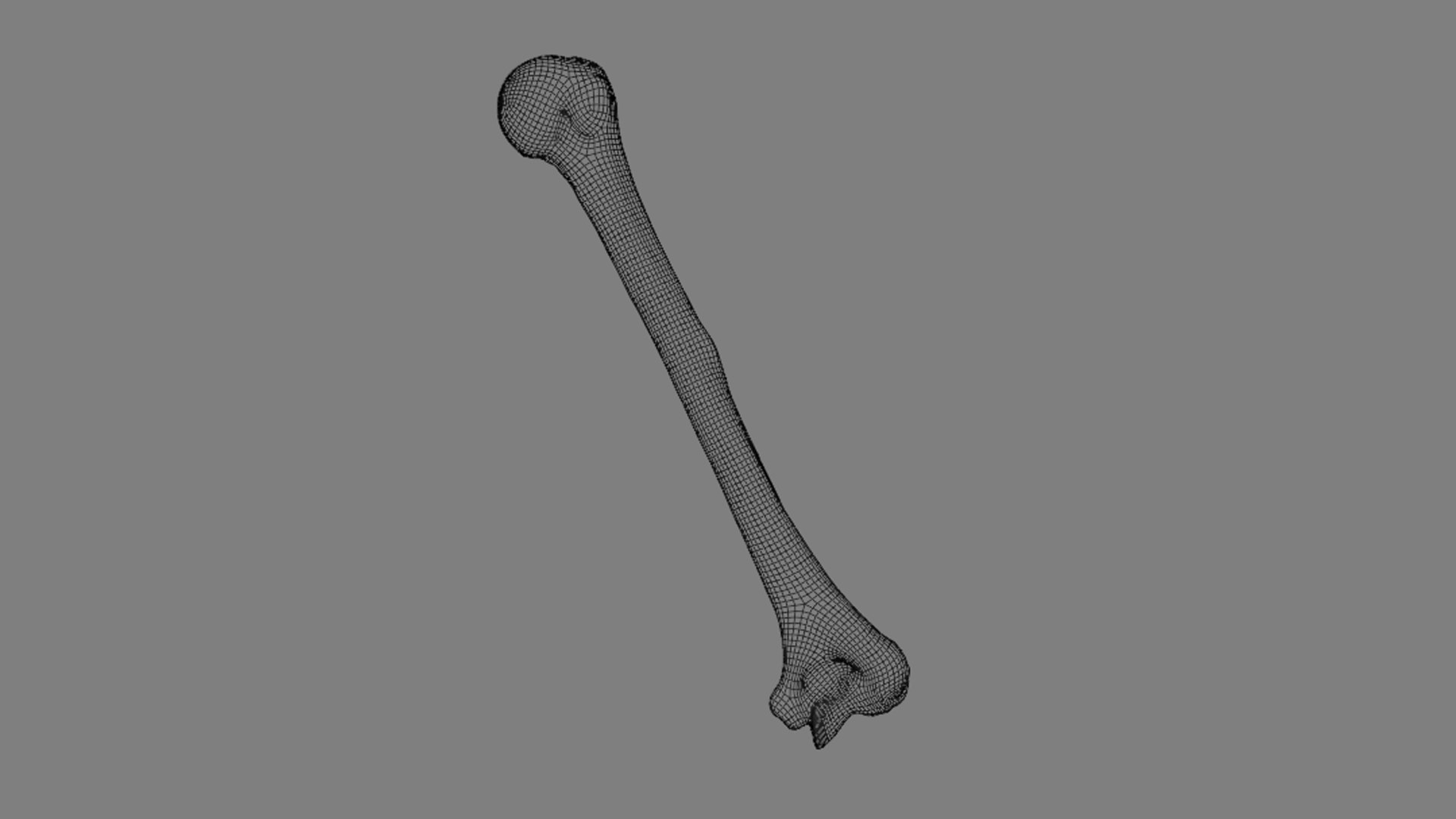 Upper Arm Bones 3D Model - TurboSquid 2181961
