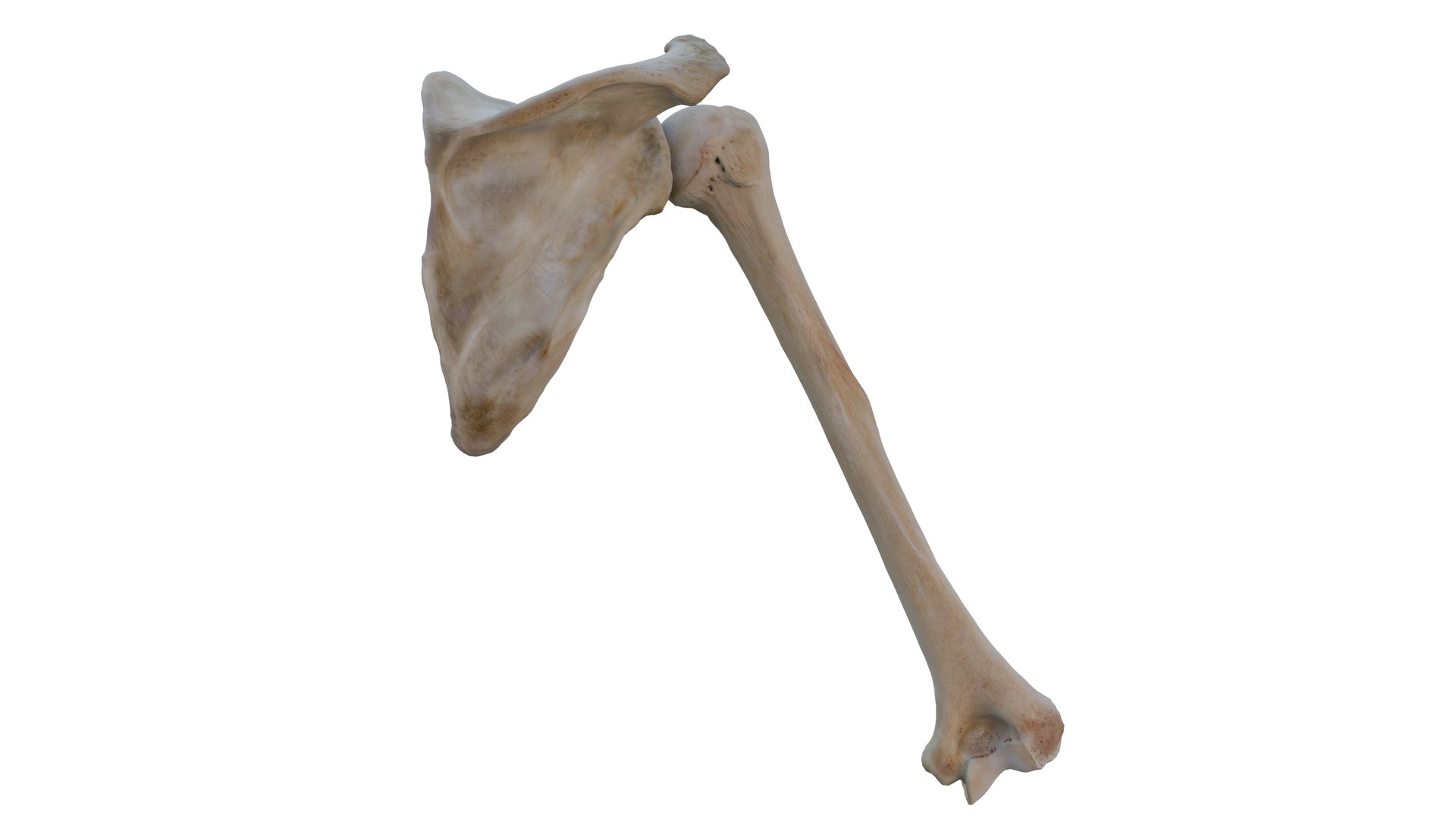 Upper Arm Bones 3D Model - TurboSquid 2181961