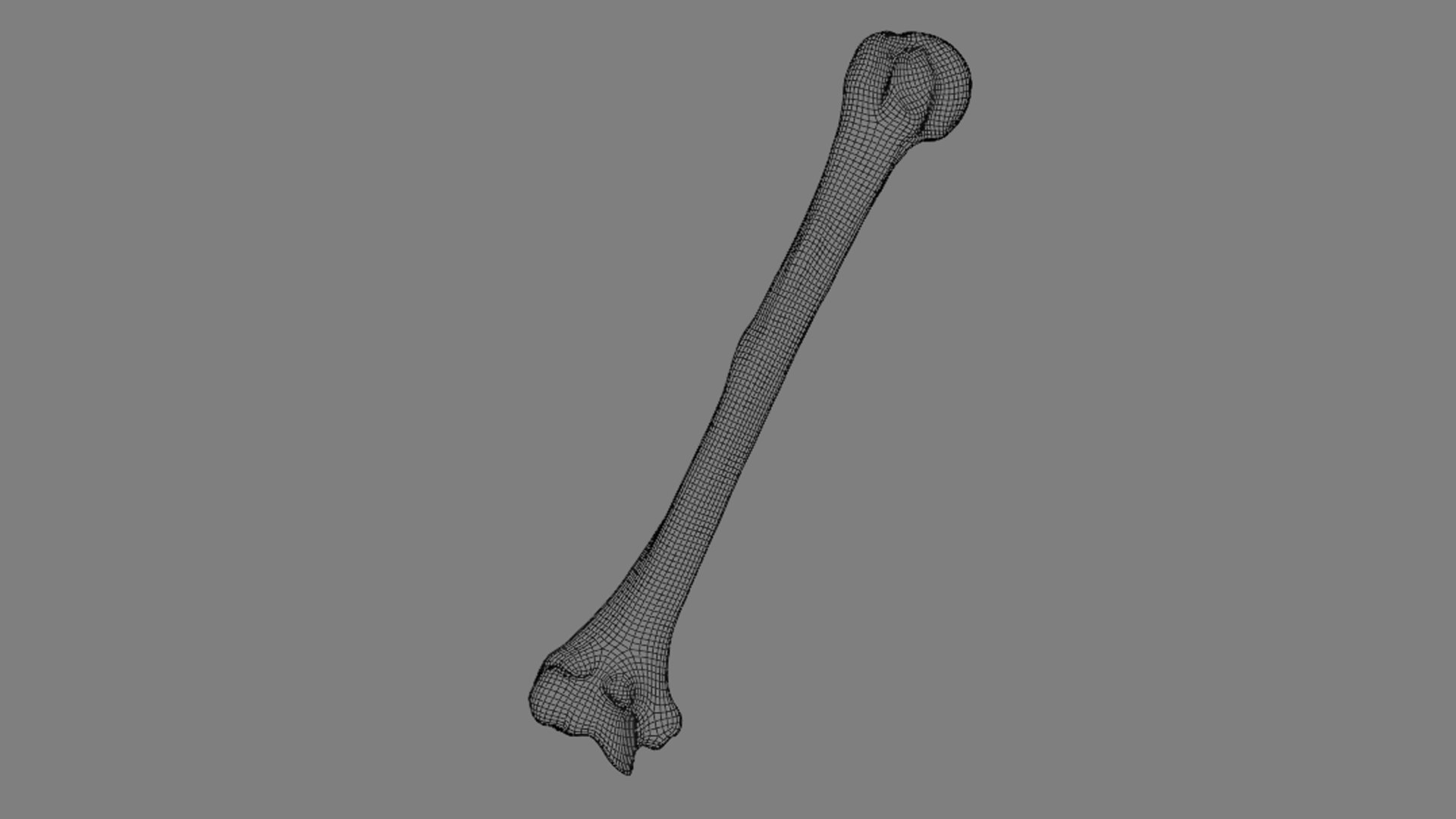 Upper Arm Bones 3D Model - TurboSquid 2181961