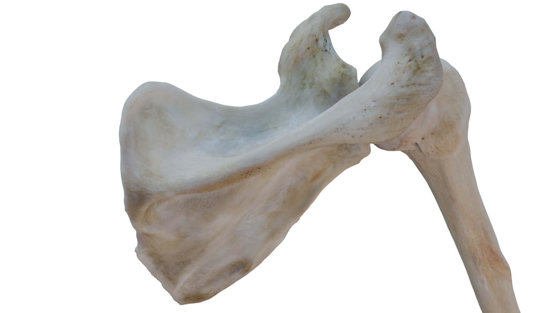 Upper Arm Bones 3D Model - TurboSquid 2181961