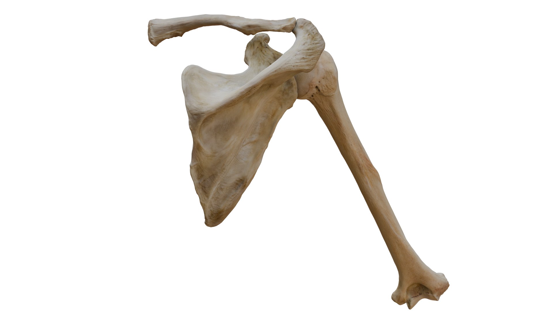 Upper Arm Bones 3D Model - TurboSquid 2181961