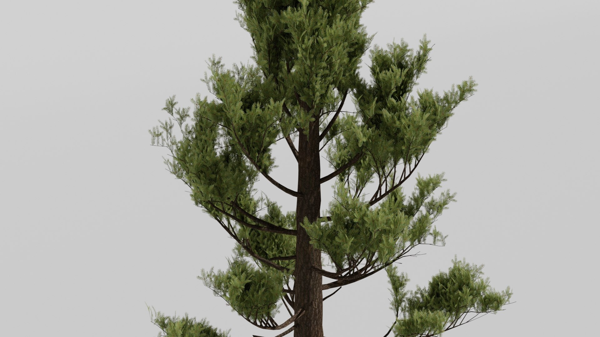 3D Pine Model - TurboSquid 1711403