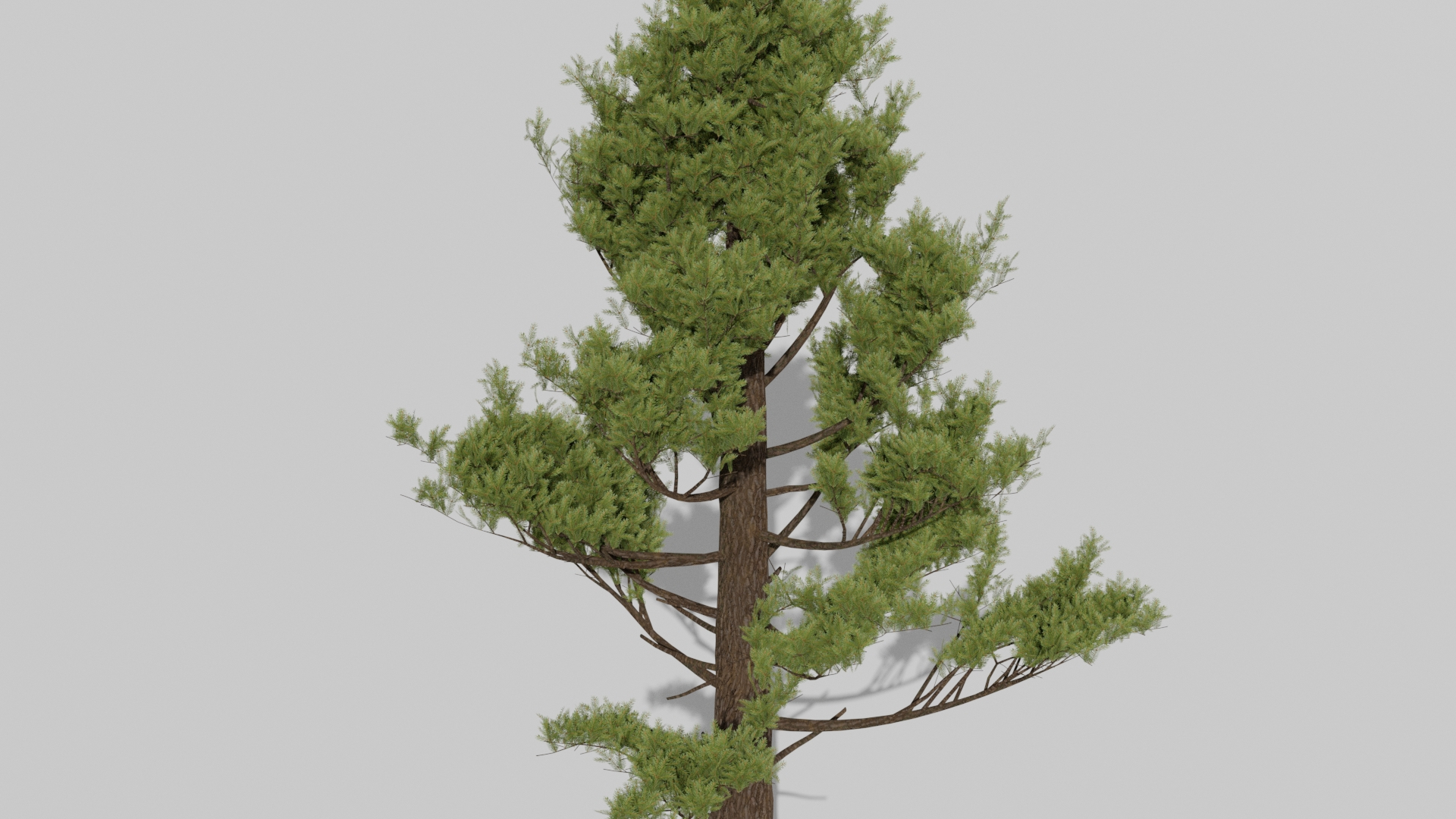 3D pine model - TurboSquid 1711403