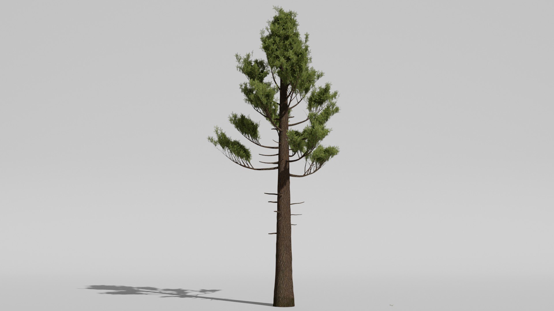 3D Pine Model - TurboSquid 1711403