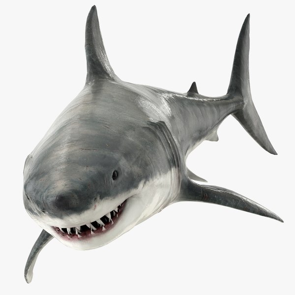 3D great white shark model - TurboSquid 1381708