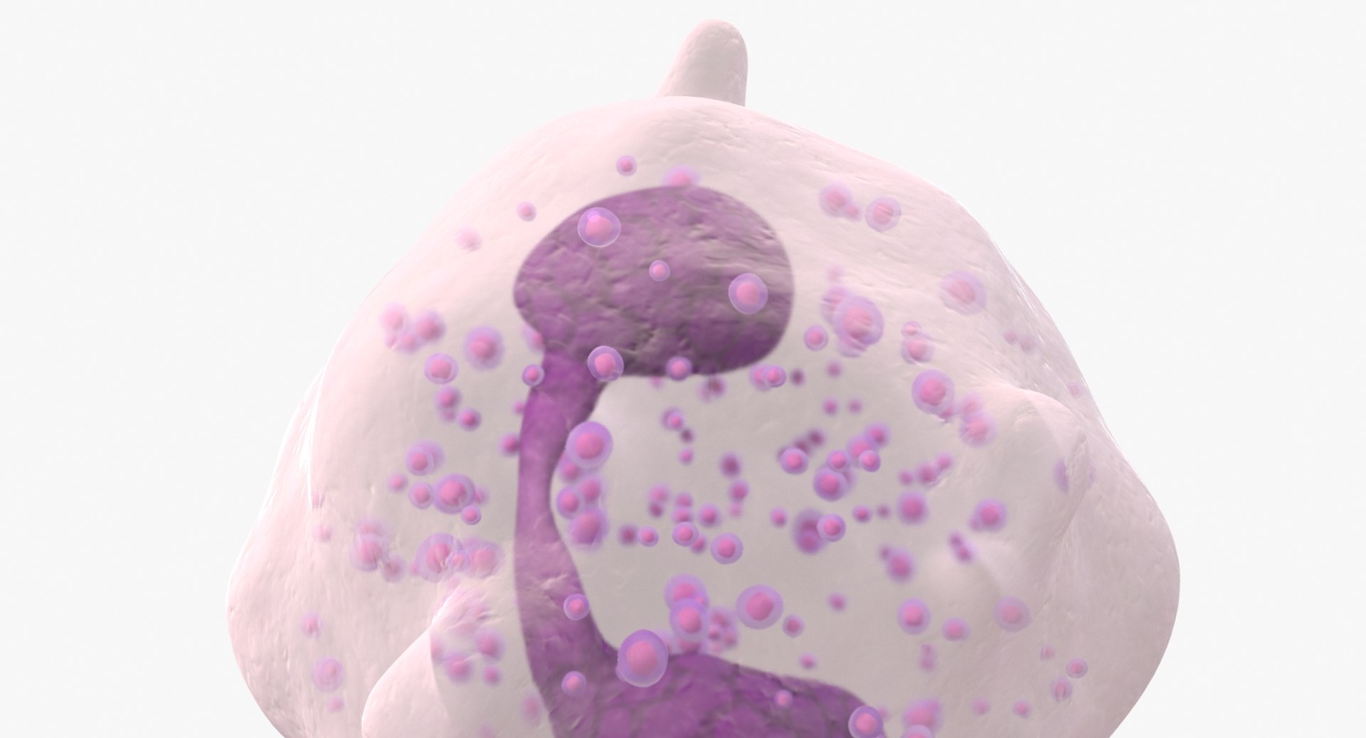 White blood cell eosinophil 3D model - TurboSquid 1326083
