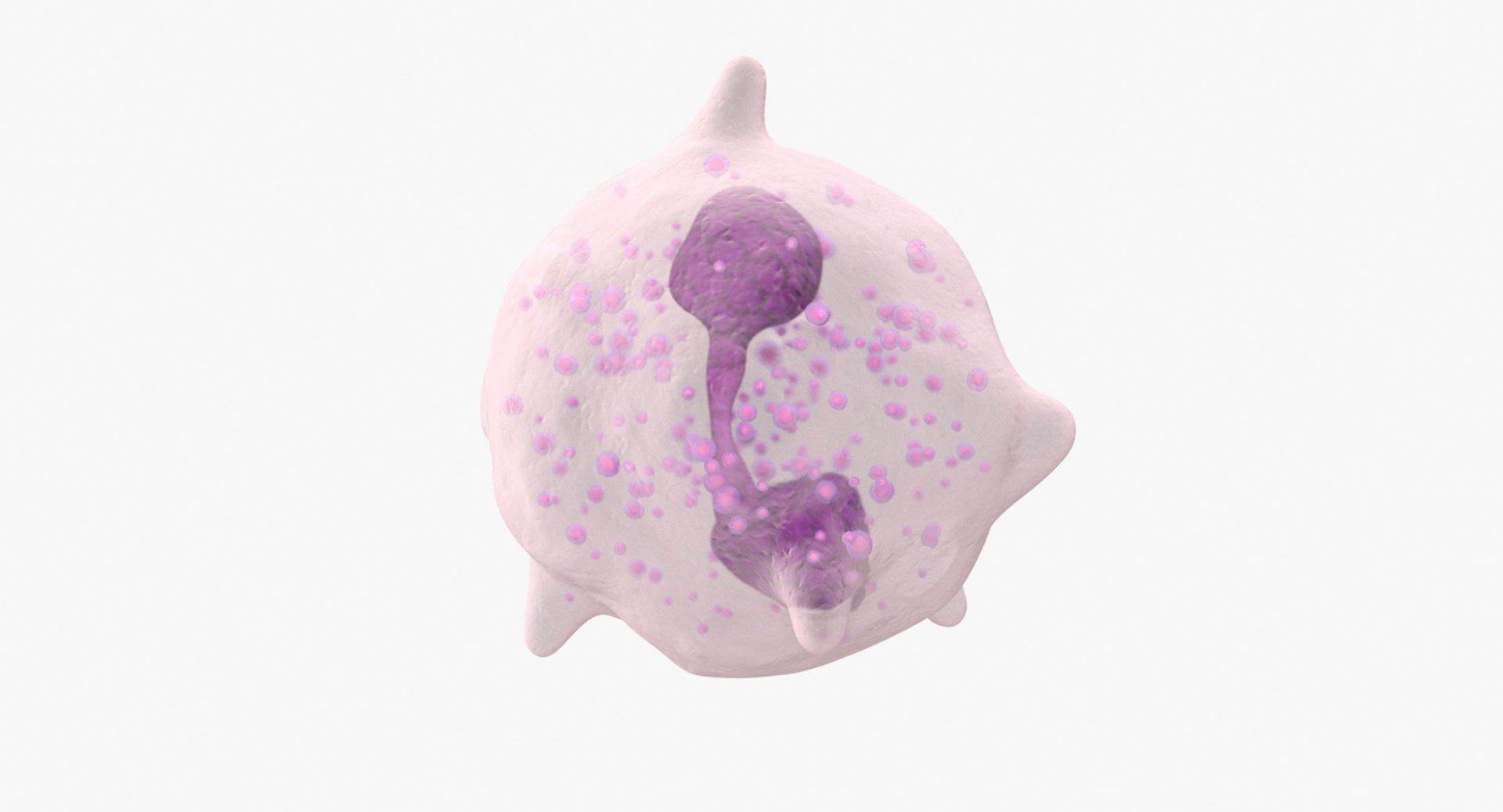White blood cell eosinophil 3D model - TurboSquid 1326083