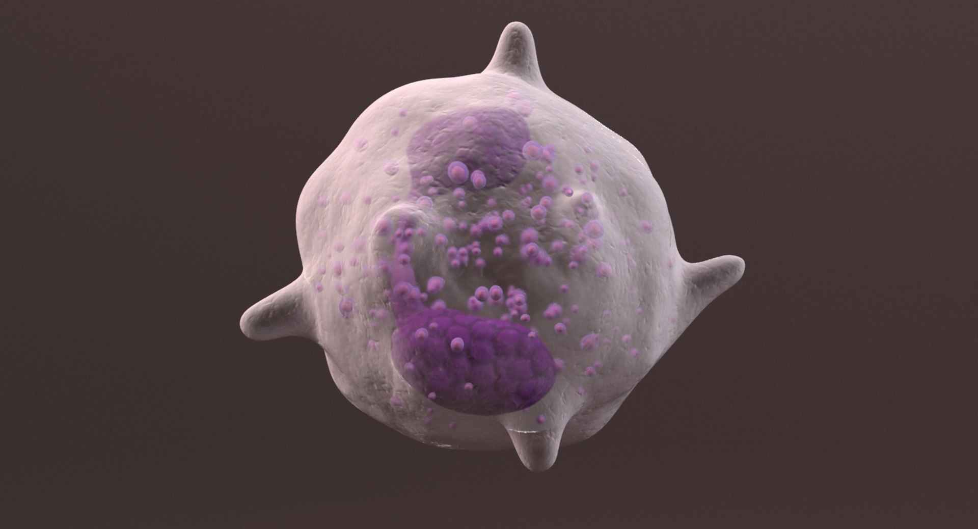 White blood cell eosinophil 3D model - TurboSquid 1326083