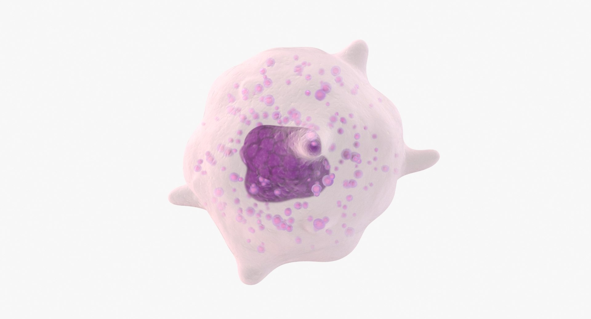 White blood cell eosinophil 3D model - TurboSquid 1326083