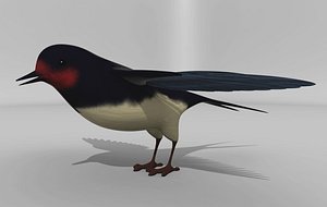 3D Swallow Models - Browse & Download Formats - TurboSquid